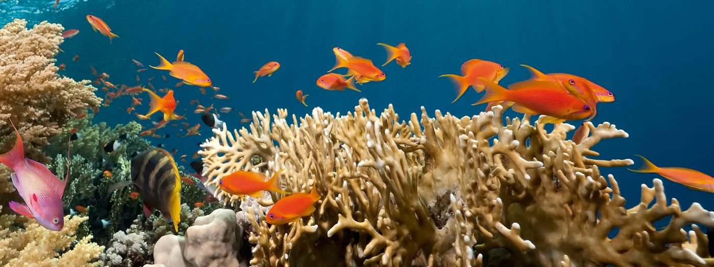 El Gouna dive Sites | Welcome to Best Red Sea Sites with Dive Trek